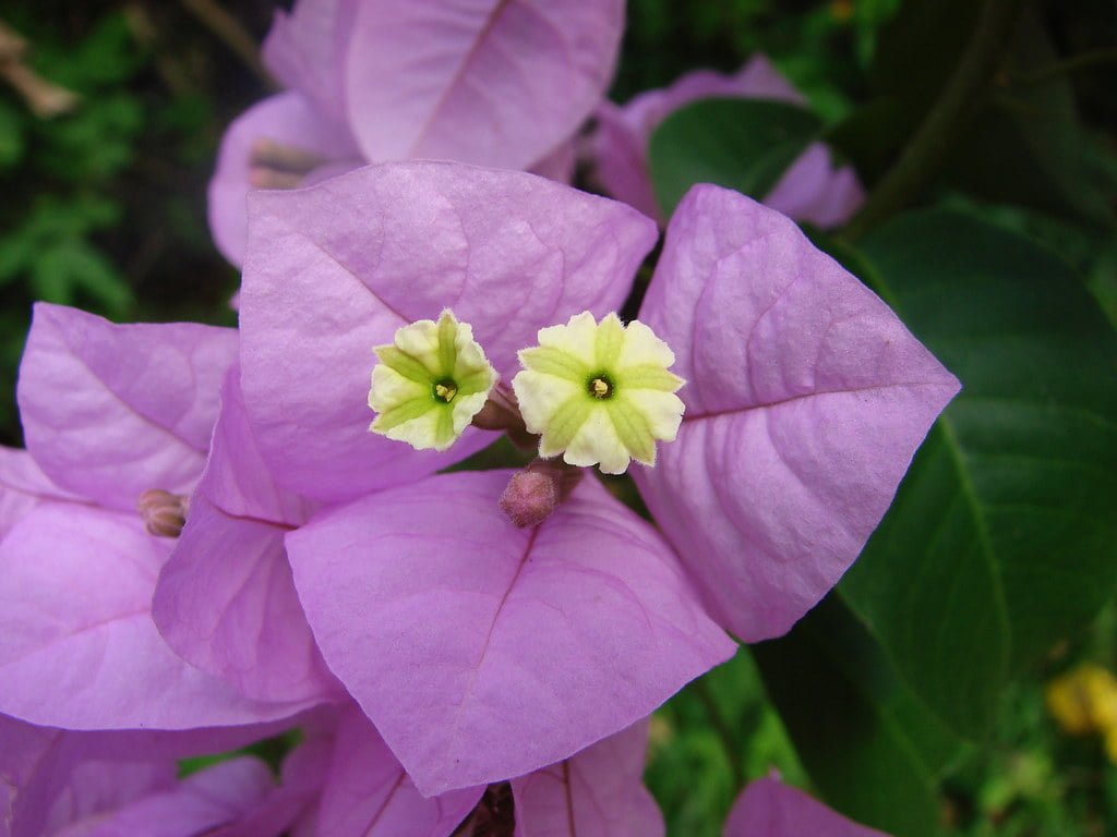 Conheça a flor Primavera ou Buganvília! | Flores Coloridas