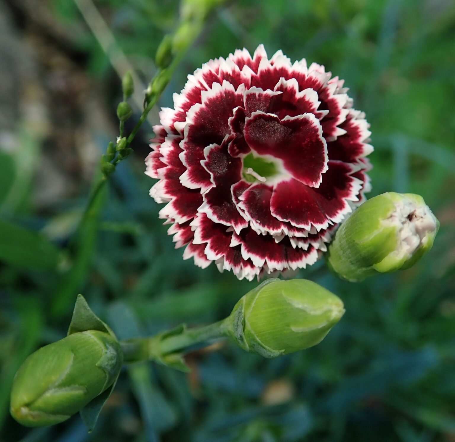 Como plantar a flor Cravo? | Flores Coloridas