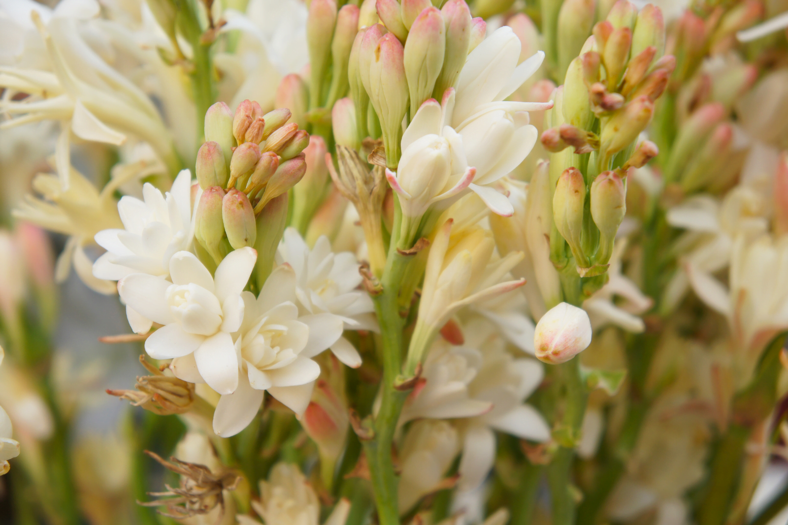 Qual é a flor de junho? Descubra já! | Flores Coloridas