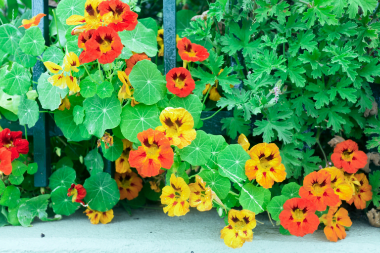 Qual é a flor de junho? Descubra já! | Flores Coloridas