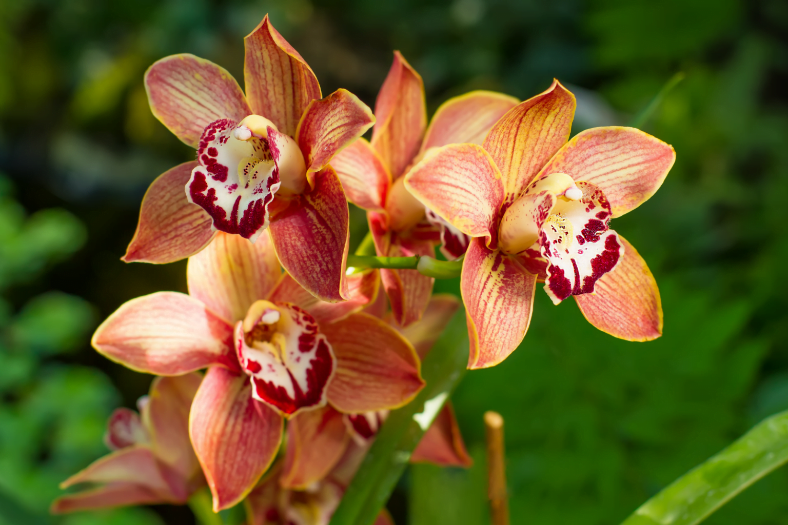 Qual é a flor de junho? Descubra já! | Flores Coloridas