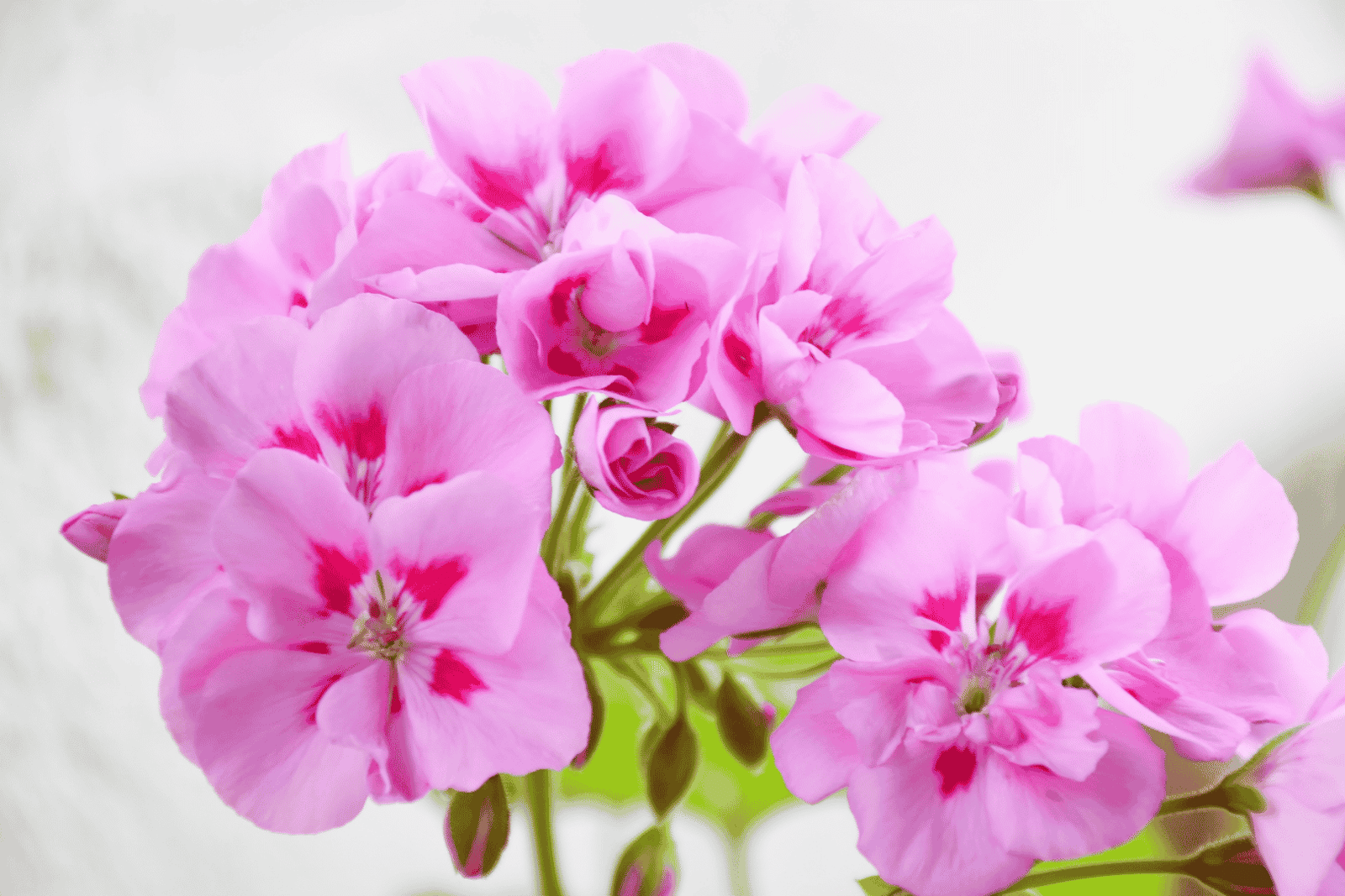 Qual é a flor de junho? Descubra já! | Flores Coloridas