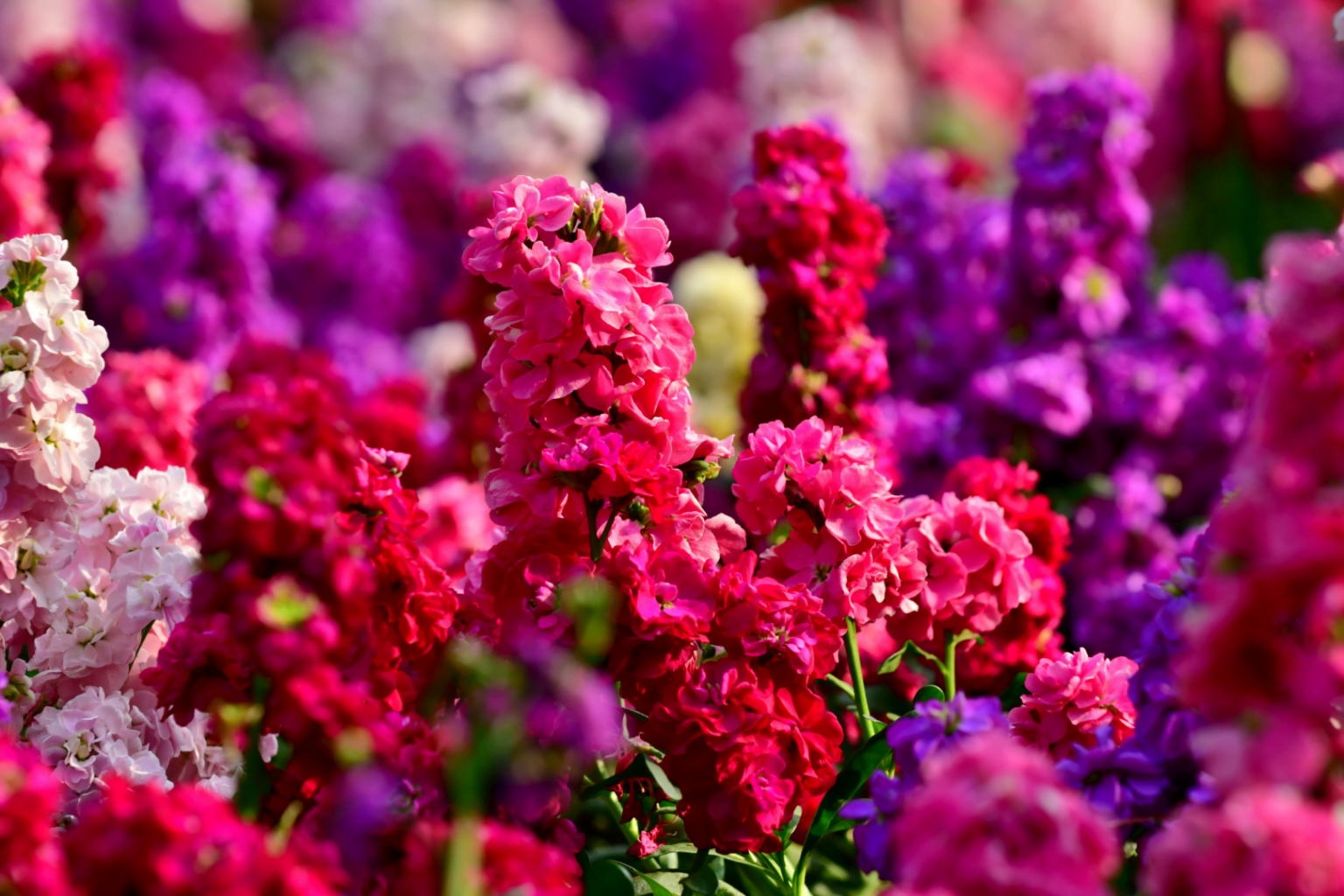 Qual é a flor de junho? Descubra já! | Flores Coloridas