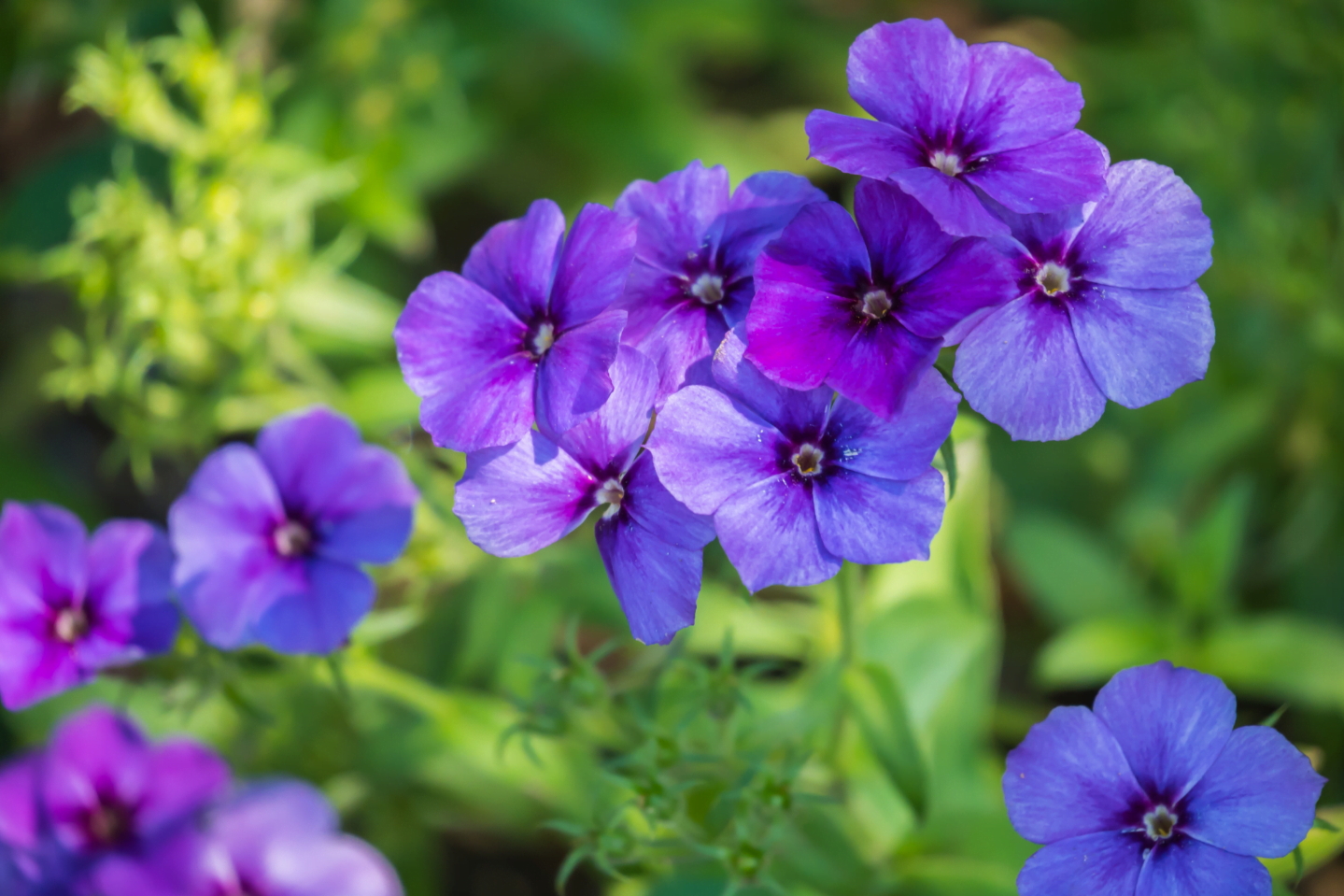 Qual é a flor de junho? Descubra já! | Flores Coloridas