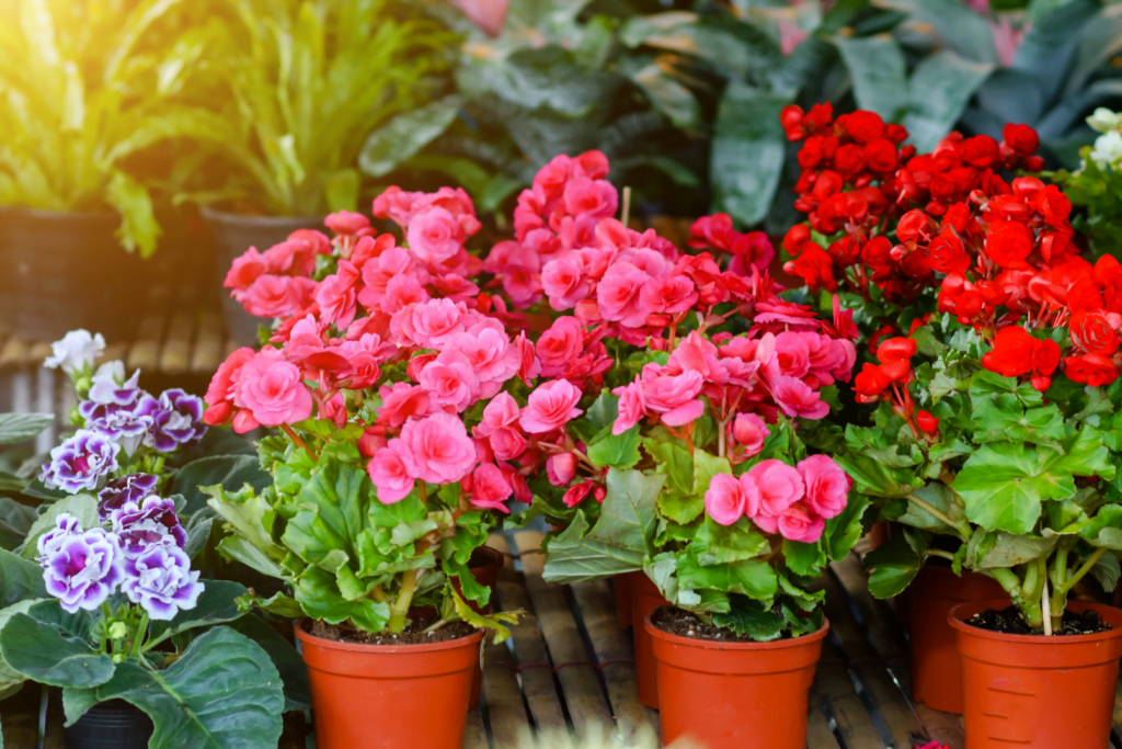 Qual é a flor de junho? Descubra já! | Flores Coloridas