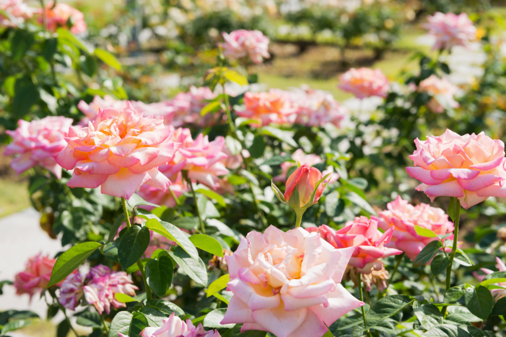 Qual é a flor de junho? Descubra já! | Flores Coloridas