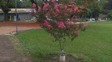 Resedá gigante: conheça essa linda árvore! | Flores Coloridas