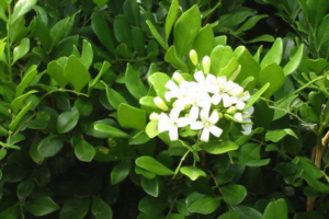 Murraya paniculata: saiba mais sobre a murta de cheiro! | Flores Coloridas