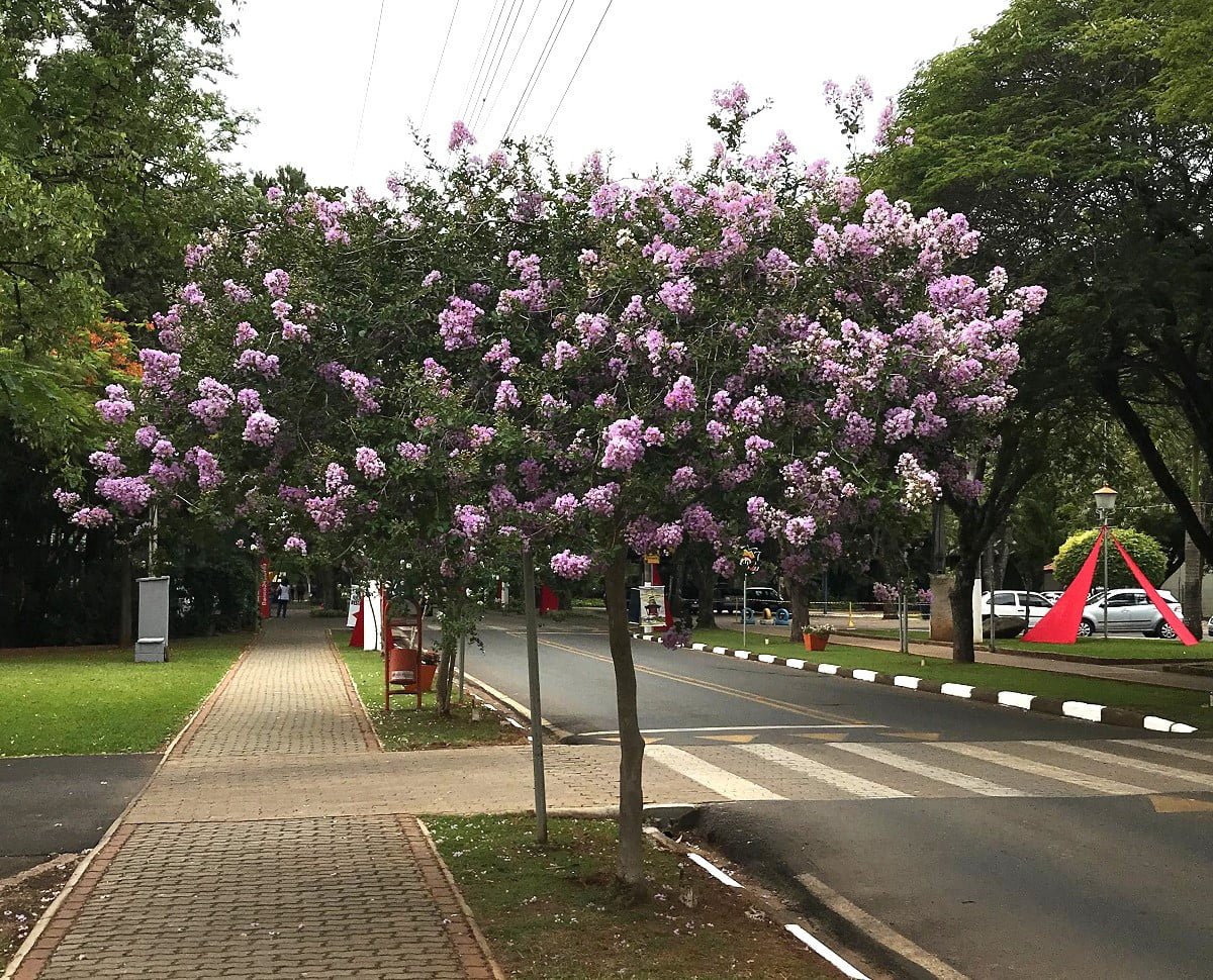 Resedá gigante: conheça essa linda árvore! | Flores Coloridas